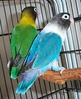 Parrots Lovers: Masked Lovebirds